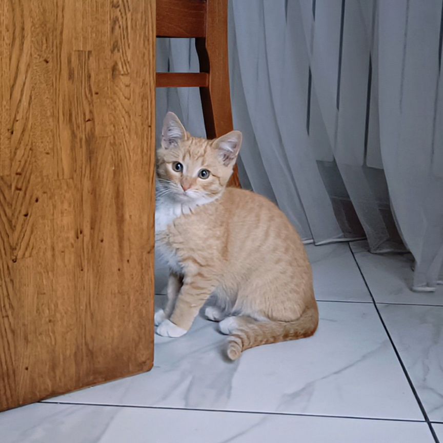 Рыжий котенок мальчик