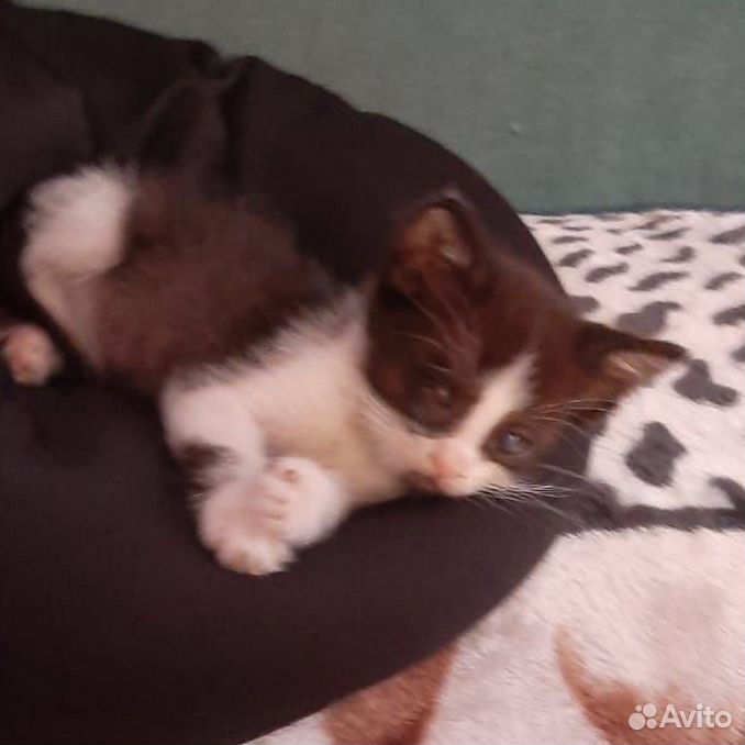 Отдам бесплатно катенка в хорошие руки