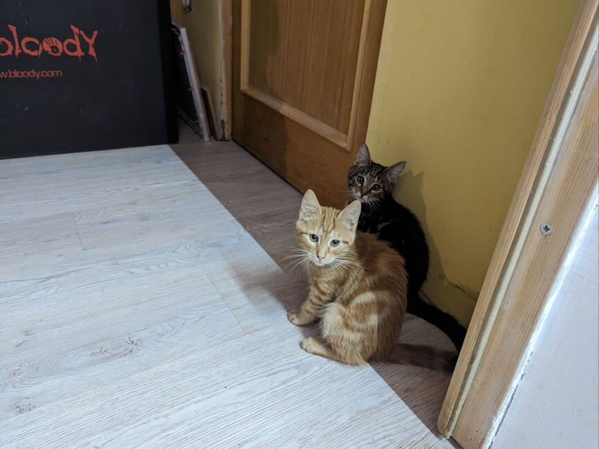 Котики домашние привитые