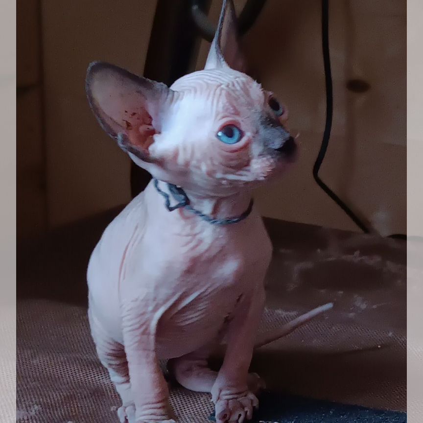 Канадский сфинкс котёнок