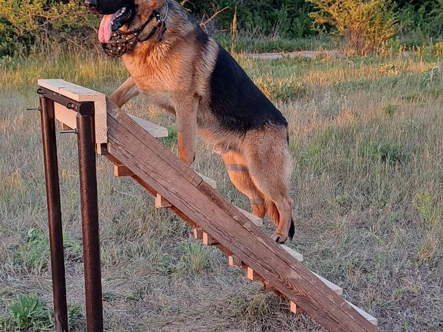 Кобель вязка немецкая овчарка