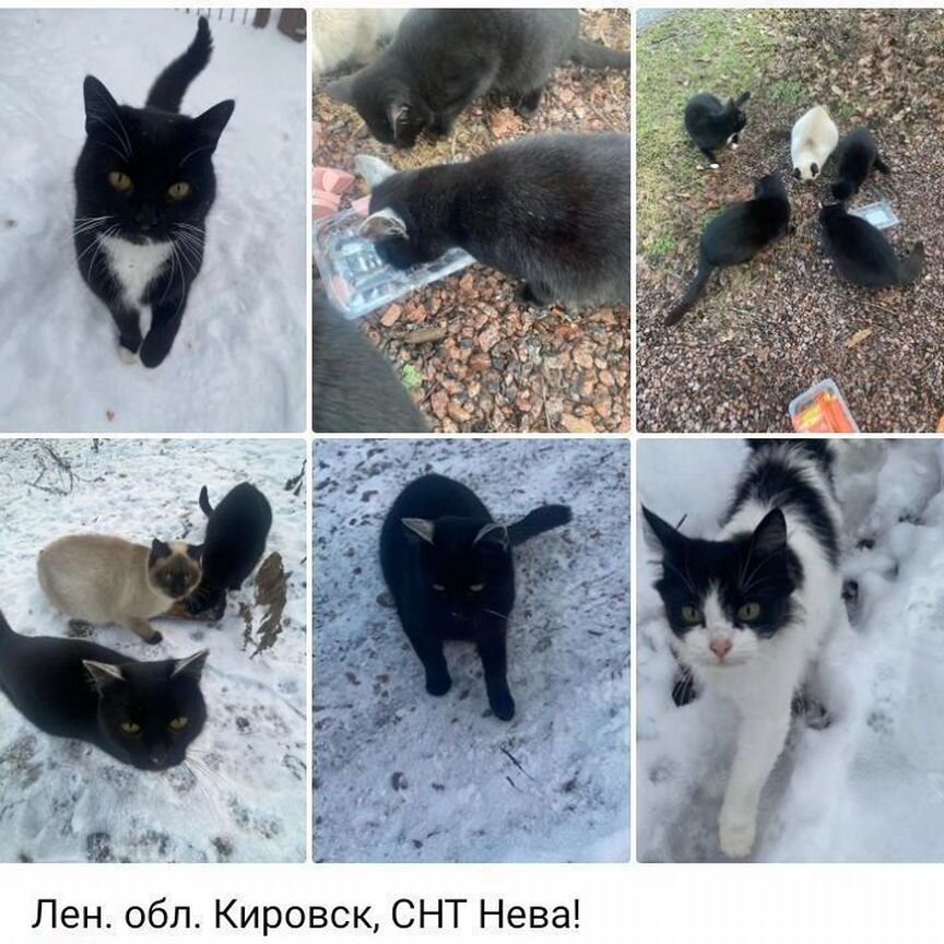 Приму в дар корм для кошек и собак