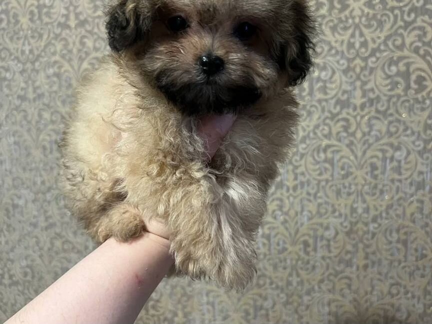 Мальтипу Ф1 мини девочка