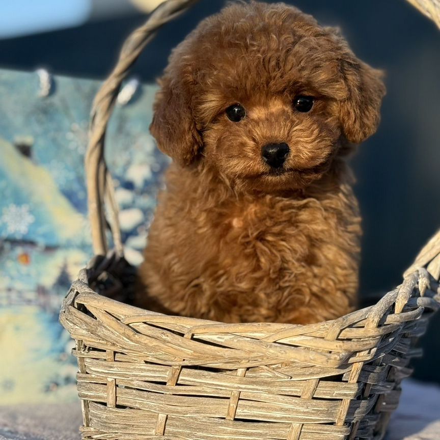 Той-пудель девочка