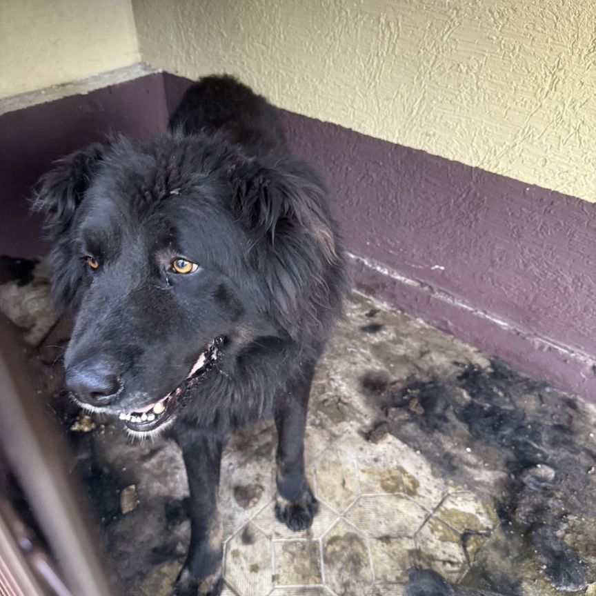 Алабай в добрые руки