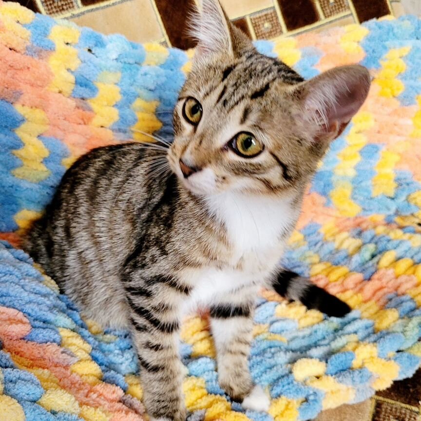 Милашки котята