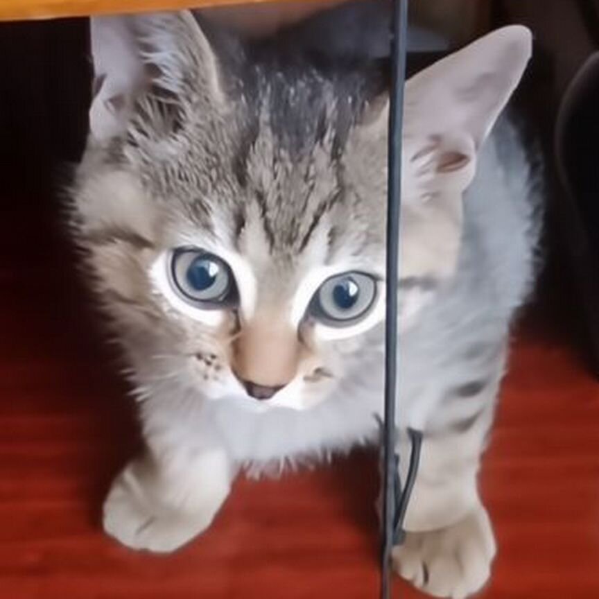 Котёнок от частного владельца