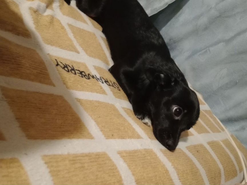 Собака мини пинчер