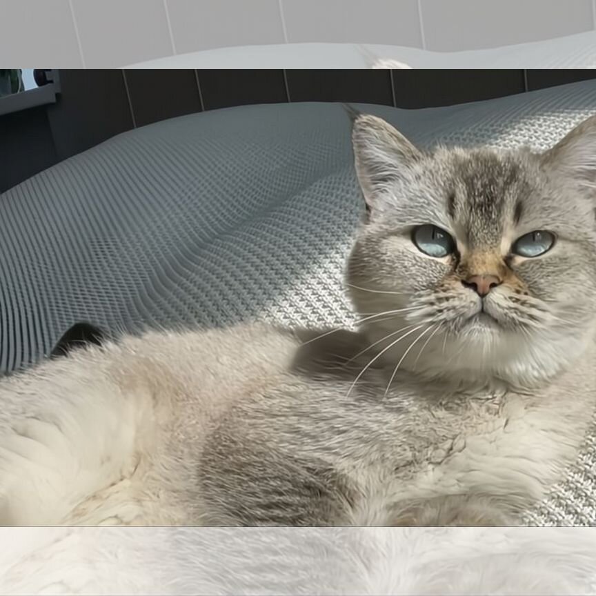 Шотландская прямоухая короткошёрстная кошка, взрослая