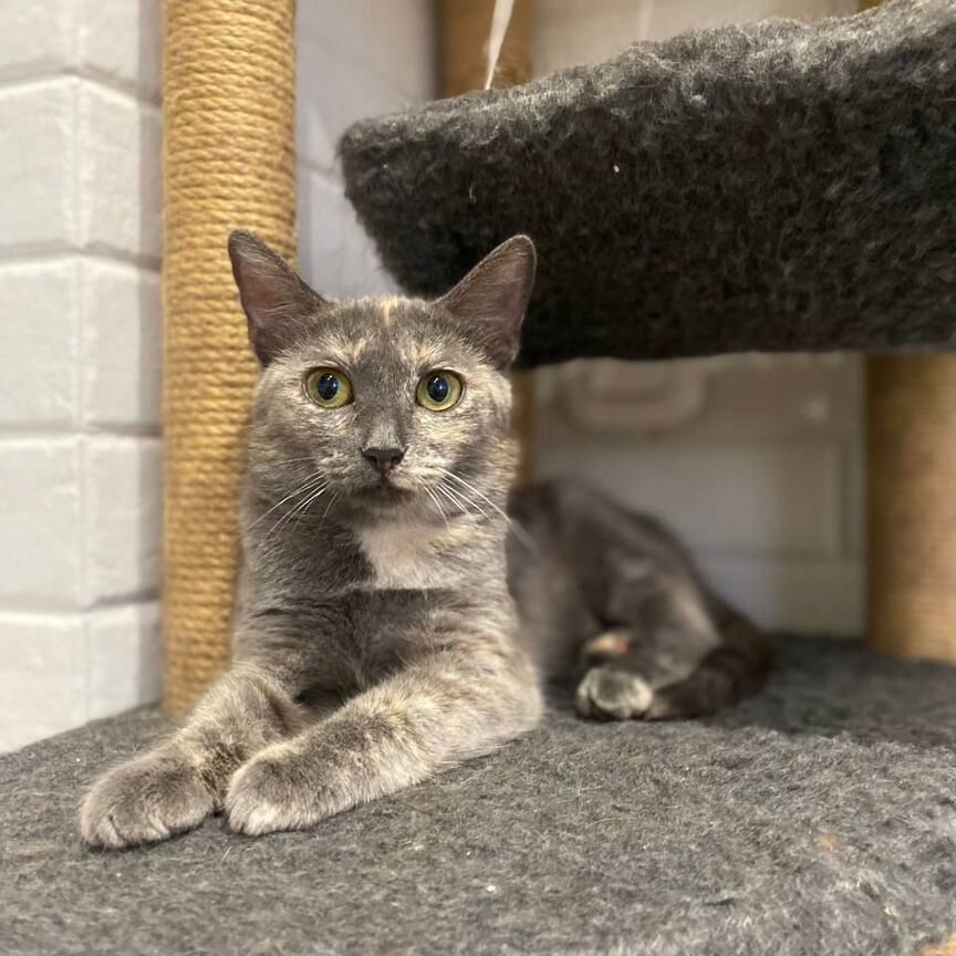 Котенок пестренькая