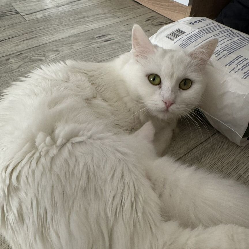 Котята в добрые руки бесплатно девочки
