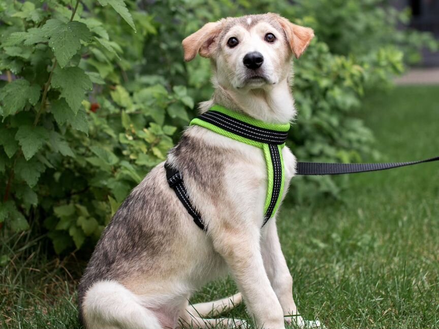 Щенок девочка в дар