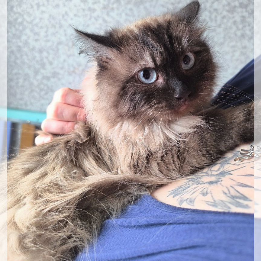 Кошка