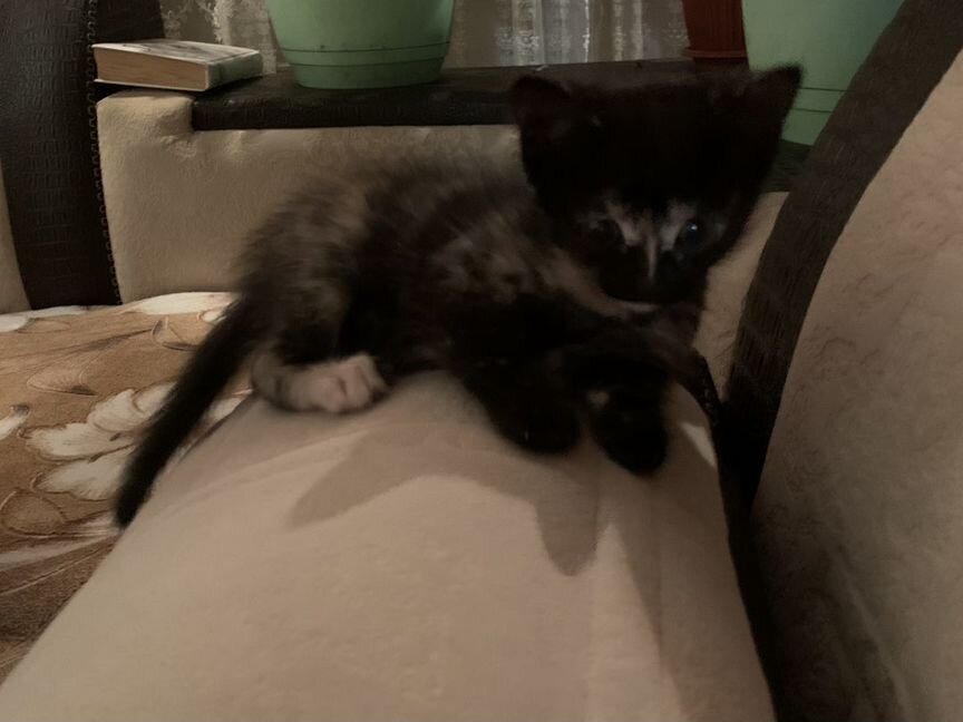 Котёнок