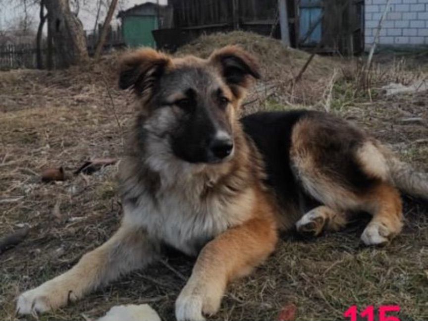 Молоденькая собака в добрые руки