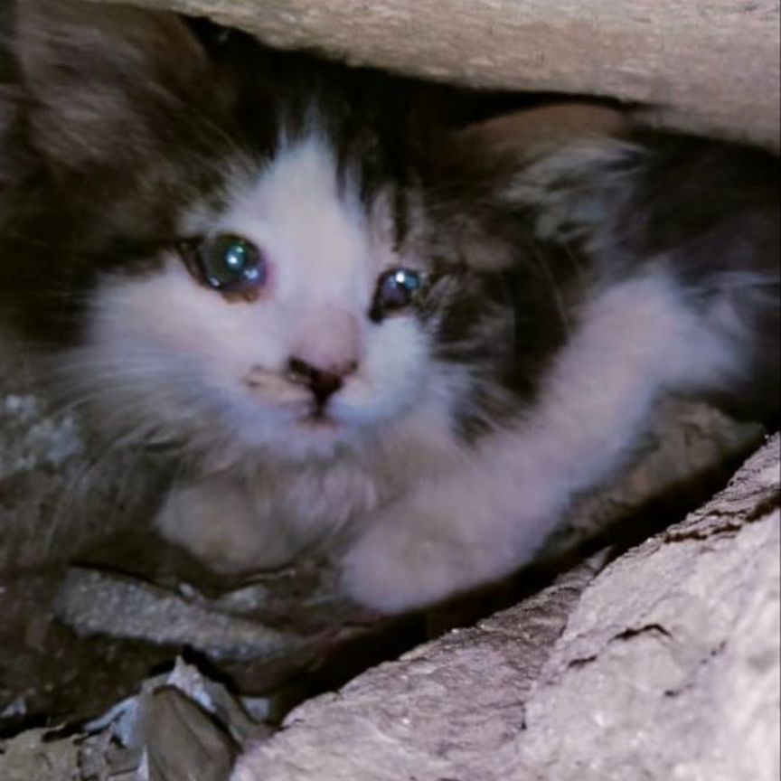 Котёнок нужен дом