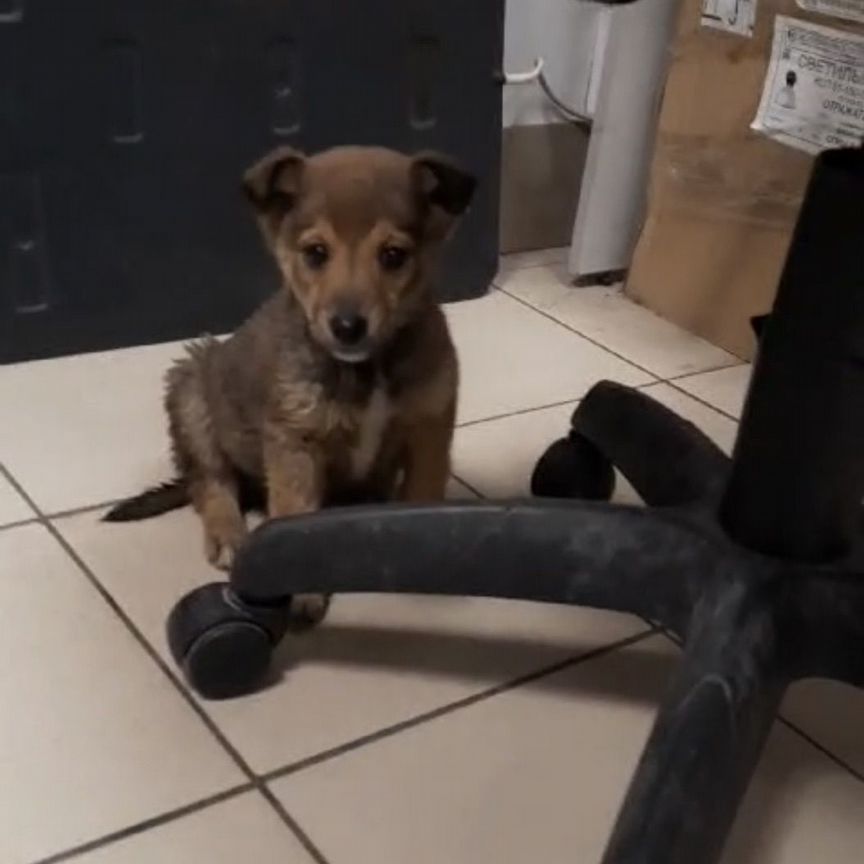 Отдам собаку в добрые руки