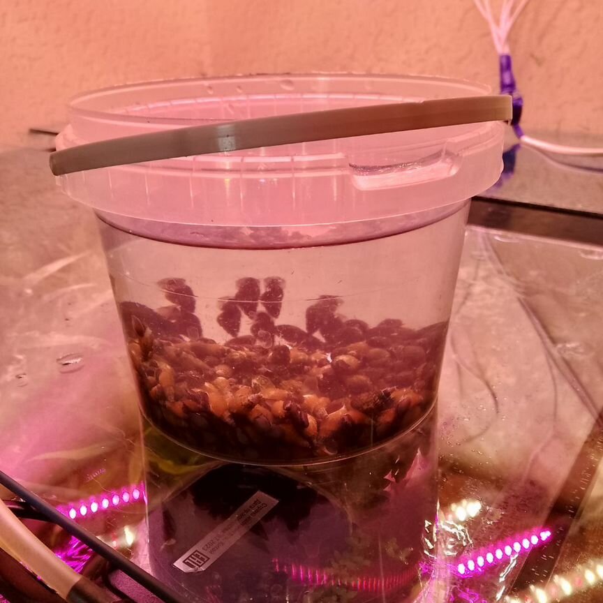 Улитки Мелании