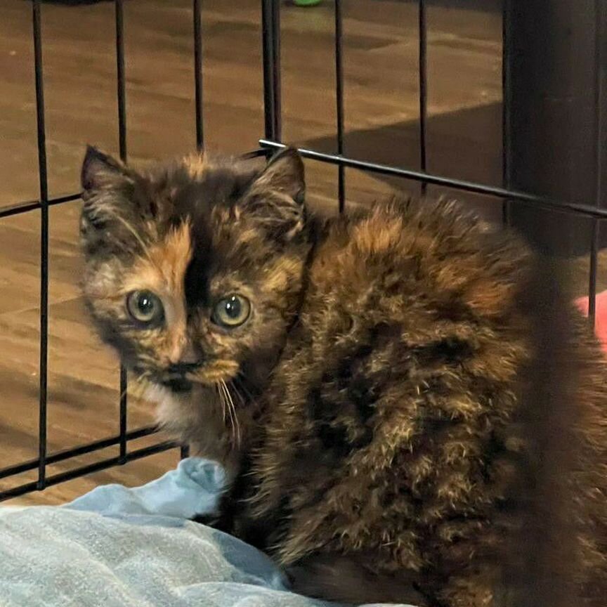Плюшевый черепаховый котëнок в добрые руки