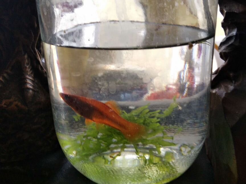 Меченосец самка5см