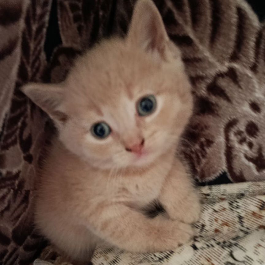 Котята в добрые руки бесплатно