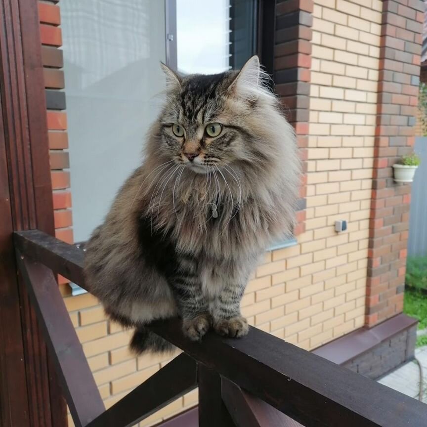 Кот в добрые руки