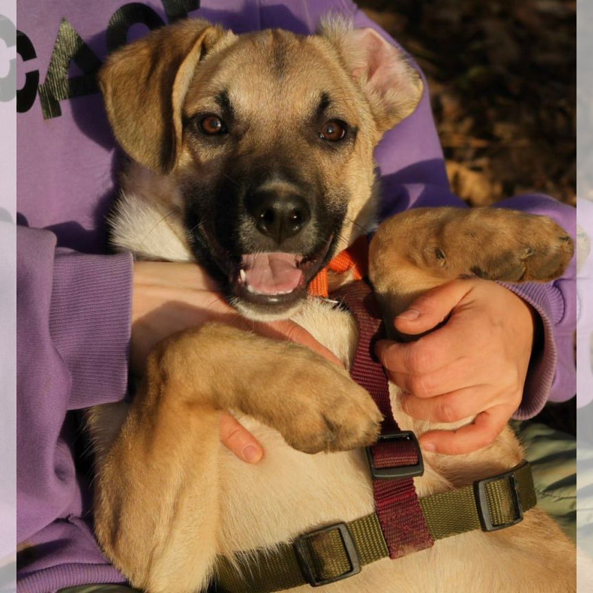 Щенок в добрые руки