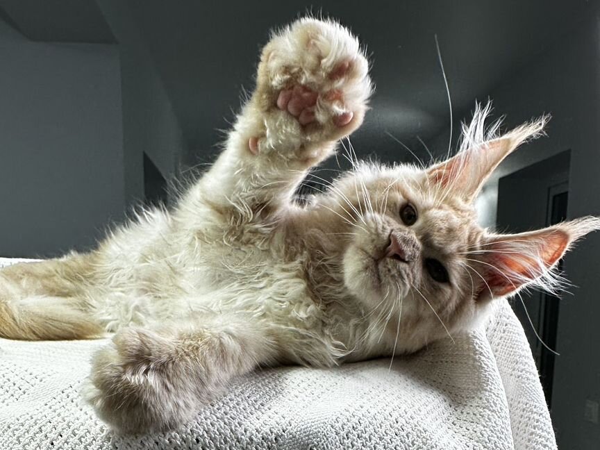 Котик мейн кун кремово-дымчатый