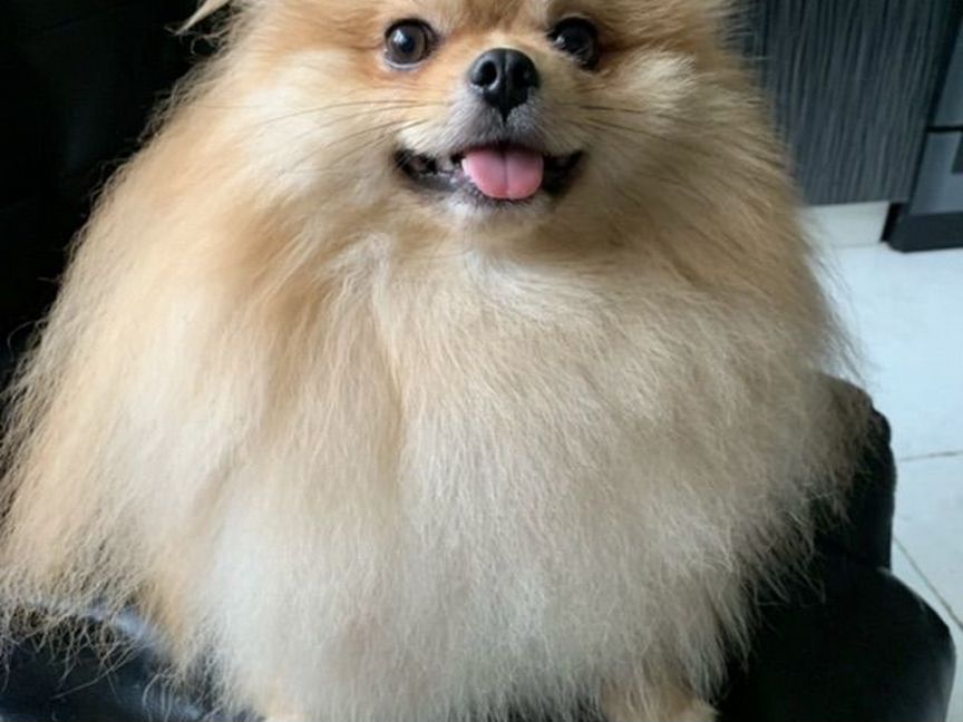 Вязка Шпиц малый