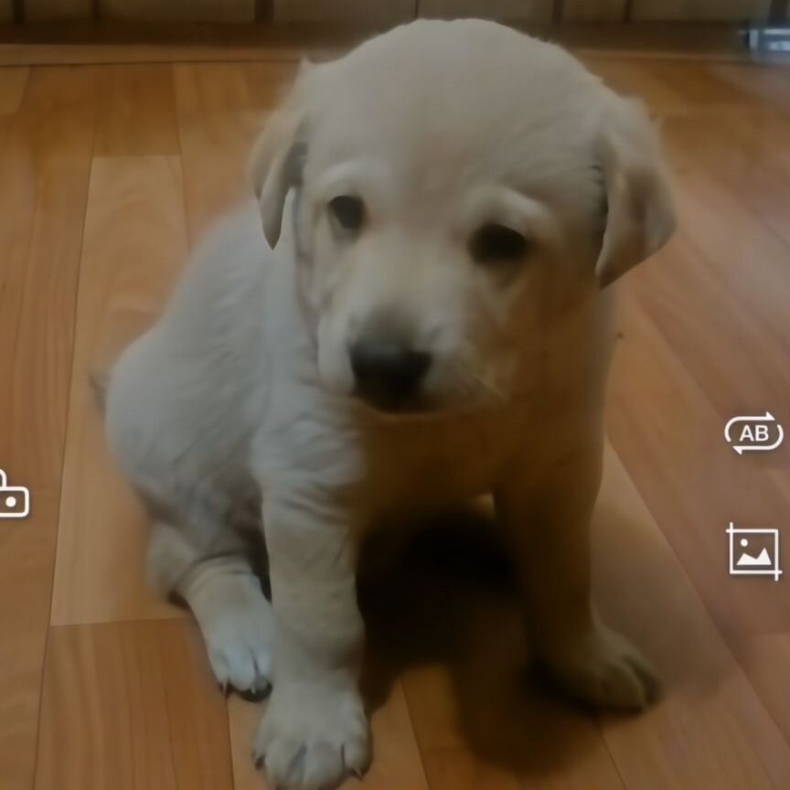 Щенок в добрые руки