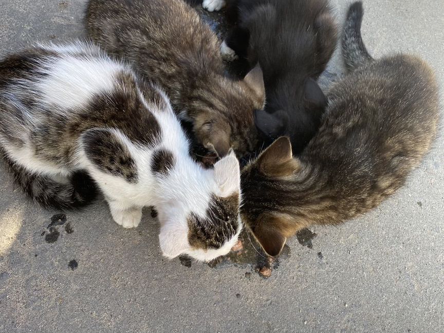 Котята в добрые руки даром