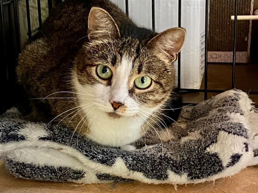 Зеленоглазая Флоки в самые любящие руки