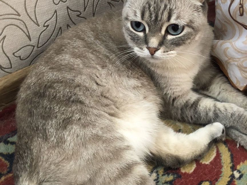 Шотландская вислоухая сфинкс