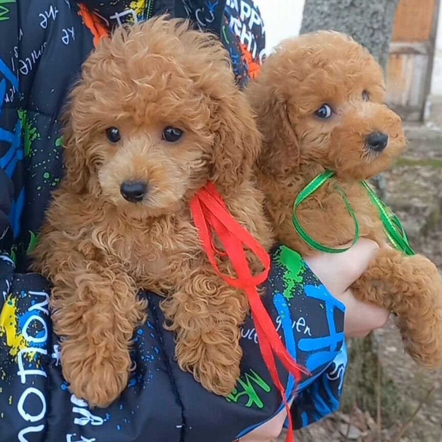 Той-пудель, щенок