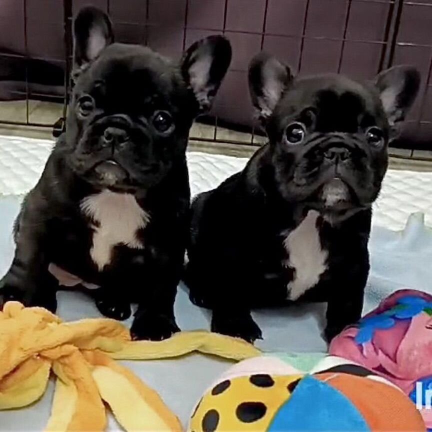 Щенки французского бульдога, девочки