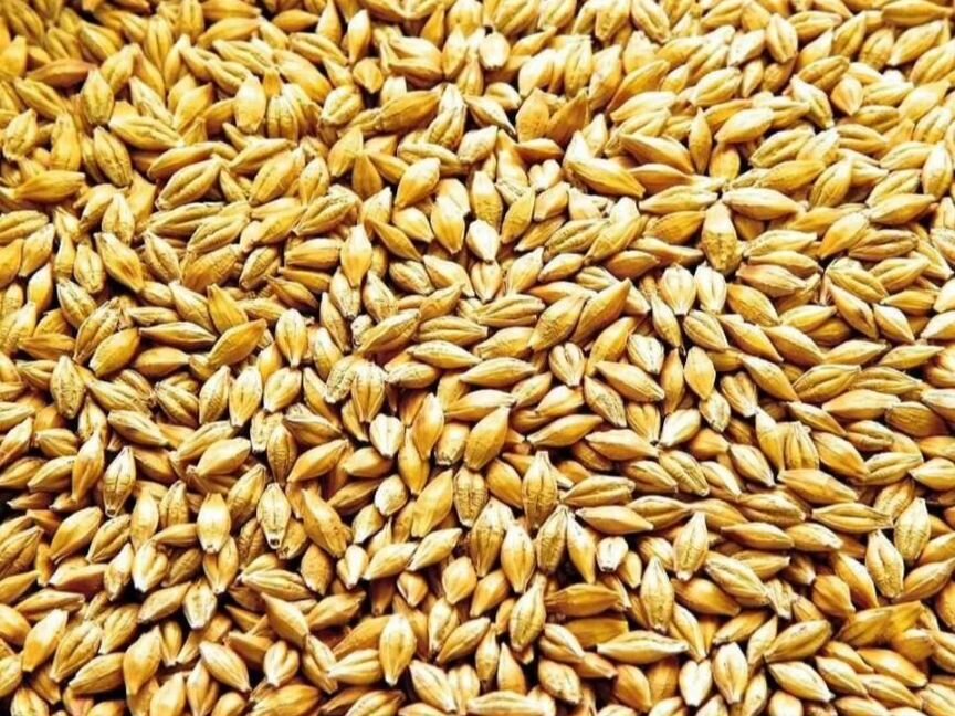 Продается зерно пшеницы и ячменя