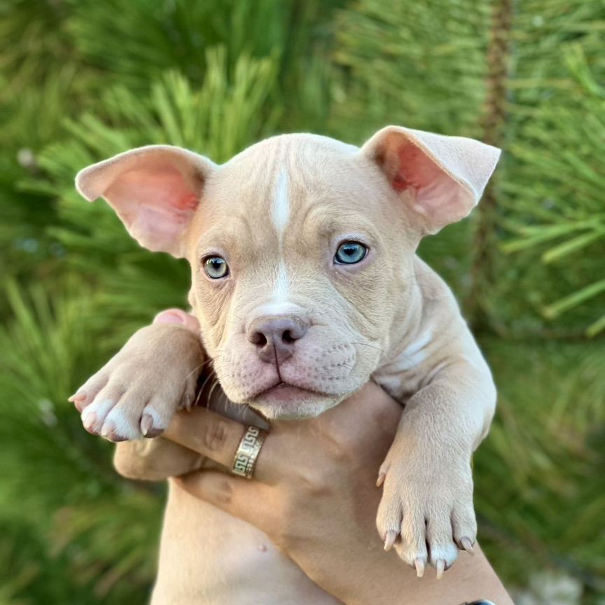 Щенки американский булли