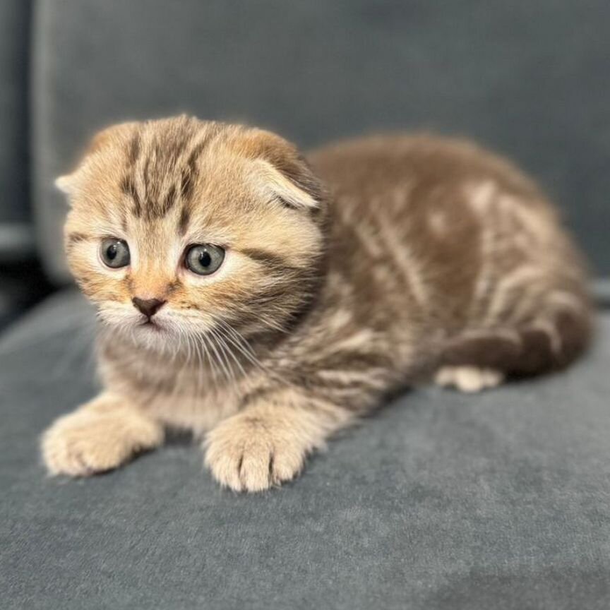 Шотландский вислоухий короткошёрстный котёнок