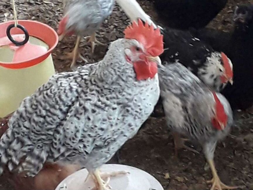 Петухи молодые