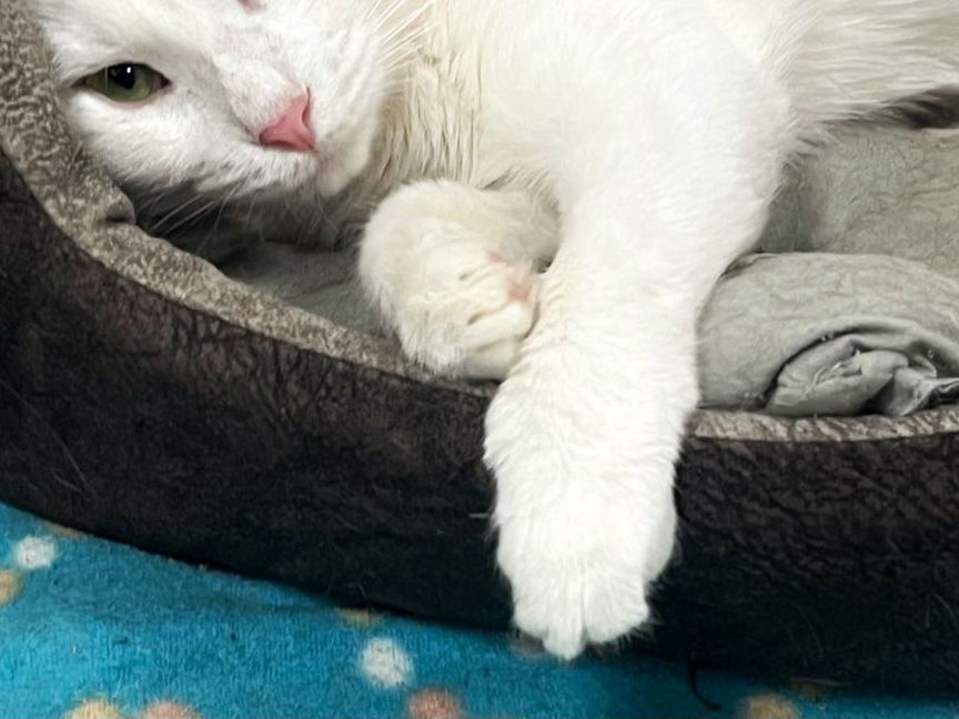 Кошечка как ангора в добрую семью