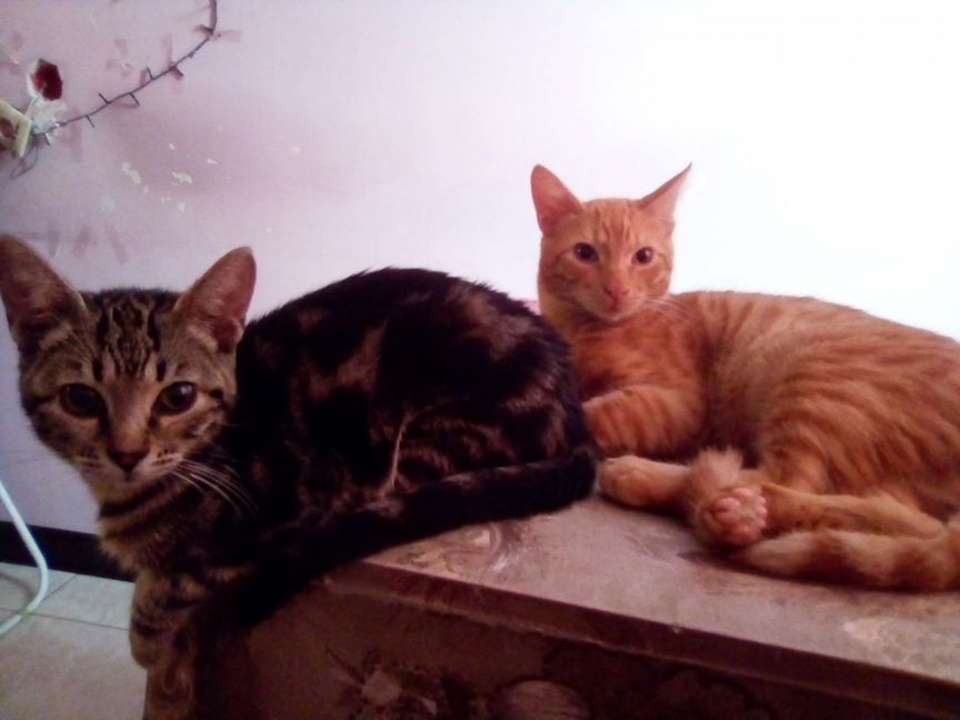 Кошка в дар бесплатно