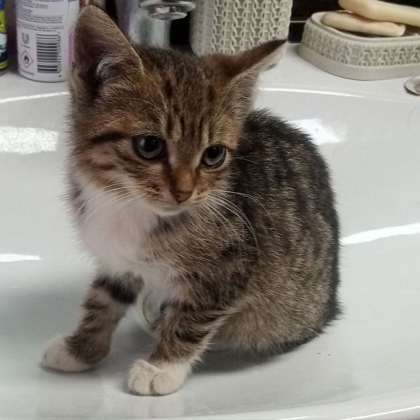 Отдам кошечку