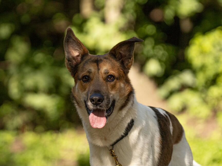 Собака в добрые руки