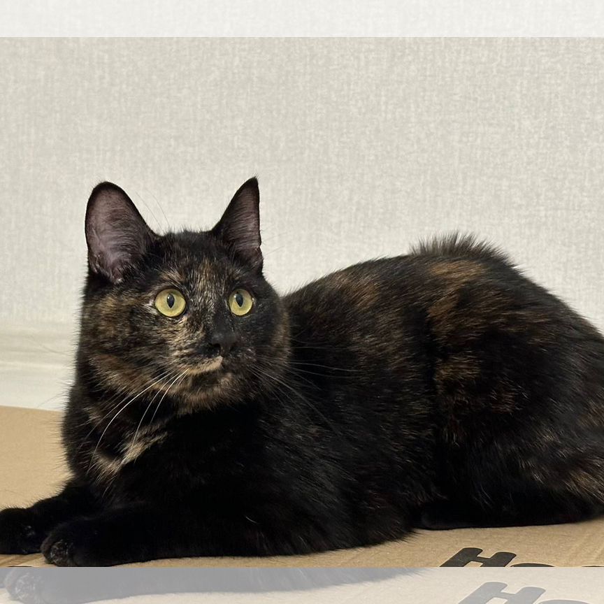 Взрослая, кошка в добрые руки