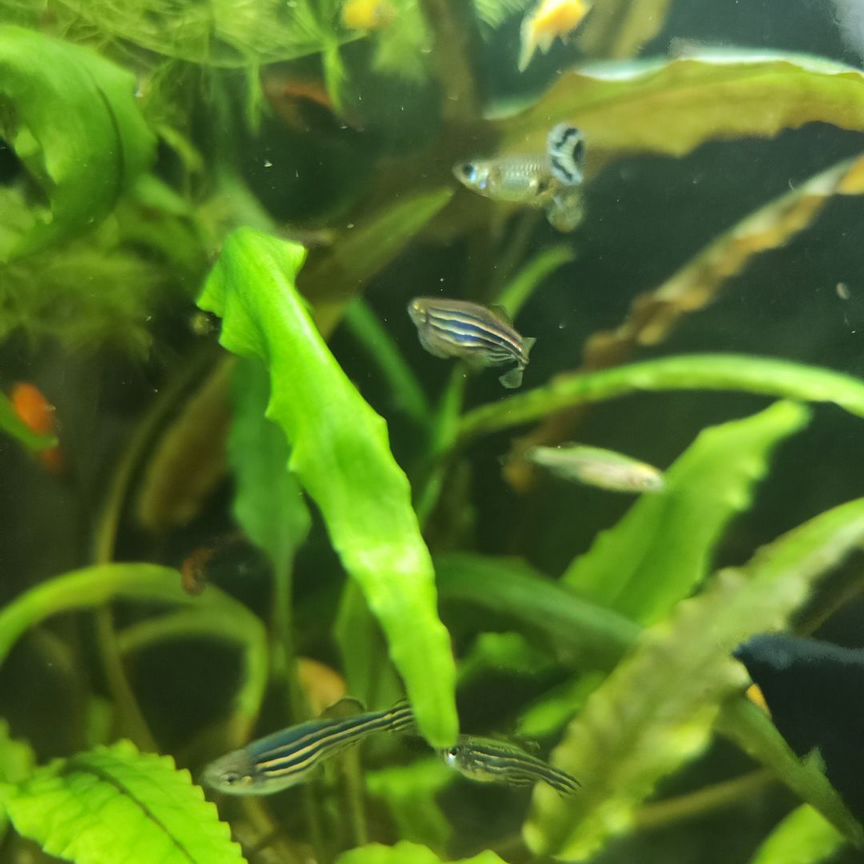 Данио, пецилии