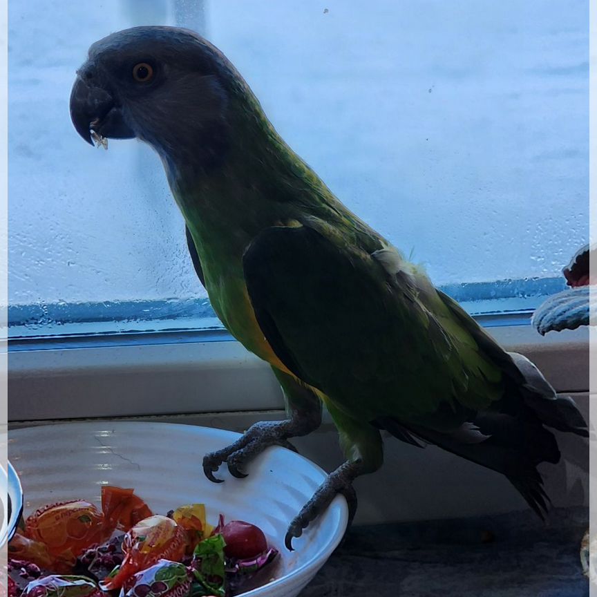 Синегальский попугай