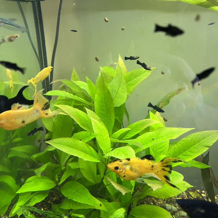 Гигрофила "лимонник" растение для аквариума