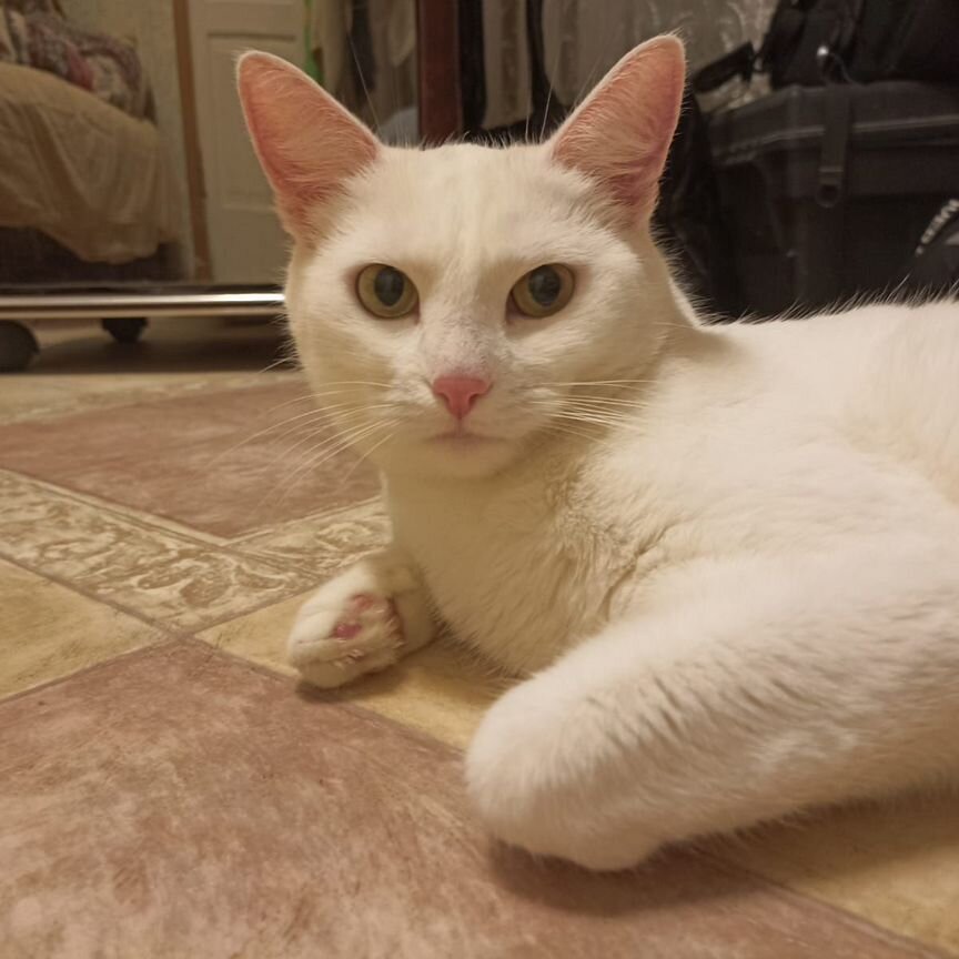 Молодой Невский кот в дар