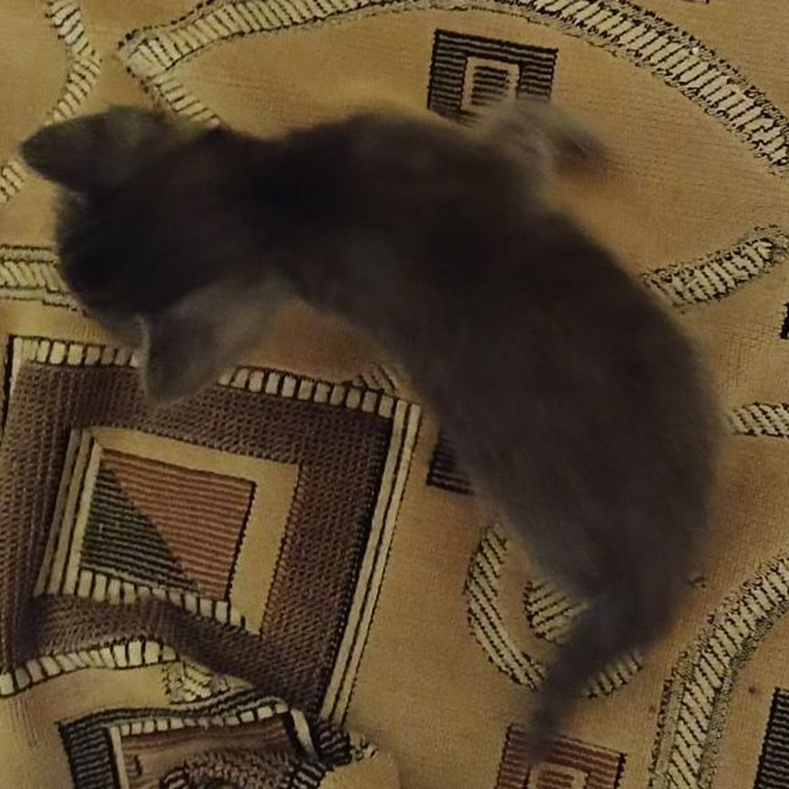 Котята, бесплатно в добрые руки