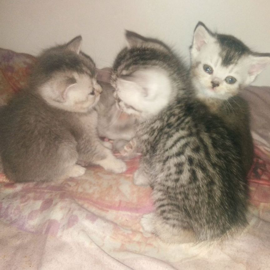 Британский короткошёрстный котёнок